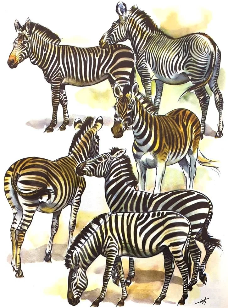 The Slightly Surprising Diversity of Zebras, Part 1 — Tetrapod Zoology