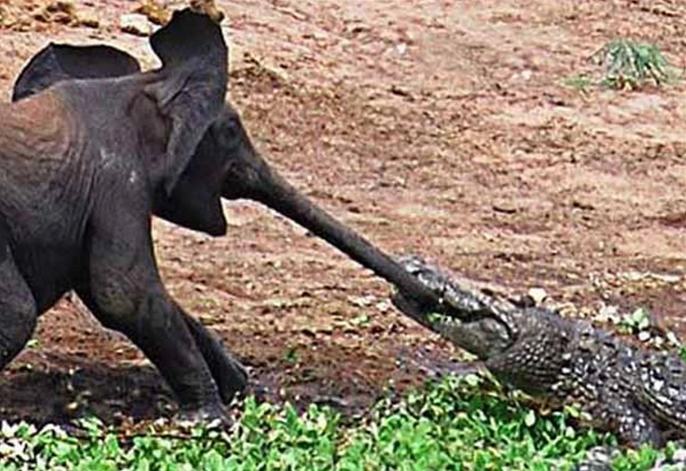 Crocodiles Attack Elephants Then, Now, and Still — Tetrapod Zoology