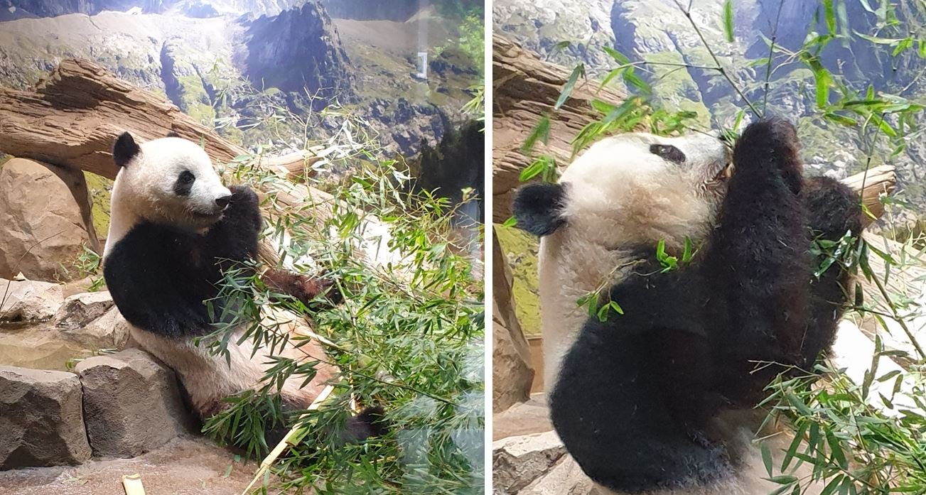 Tet Zoo Reviews Zoos: Tokyo’s Ueno Zoo — Tetrapod Zoology