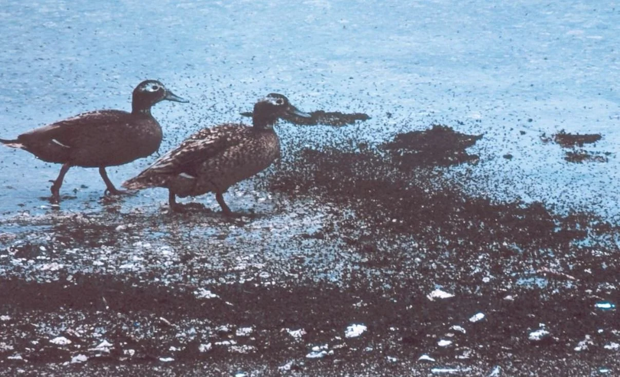 Laysan Ducks: Not as Degenerate as People Used to Think — Tetrapod Zoology