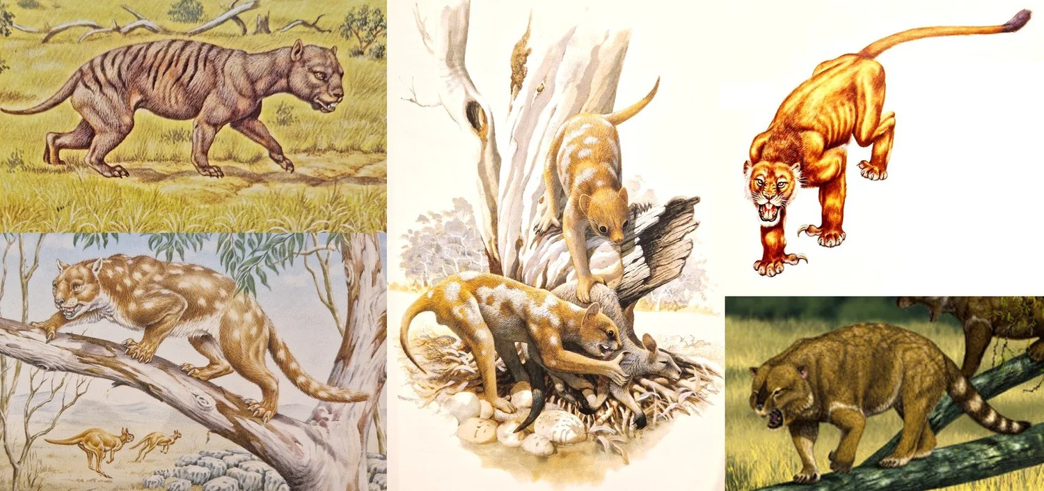 Thylacoleo, the Incredible Marsupial Lion — Tetrapod Zoology