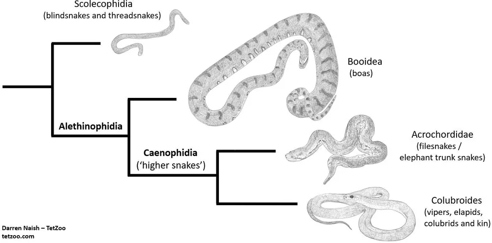 Grayiids: Africa Has Water Snakes Too — Tetrapod Zoology