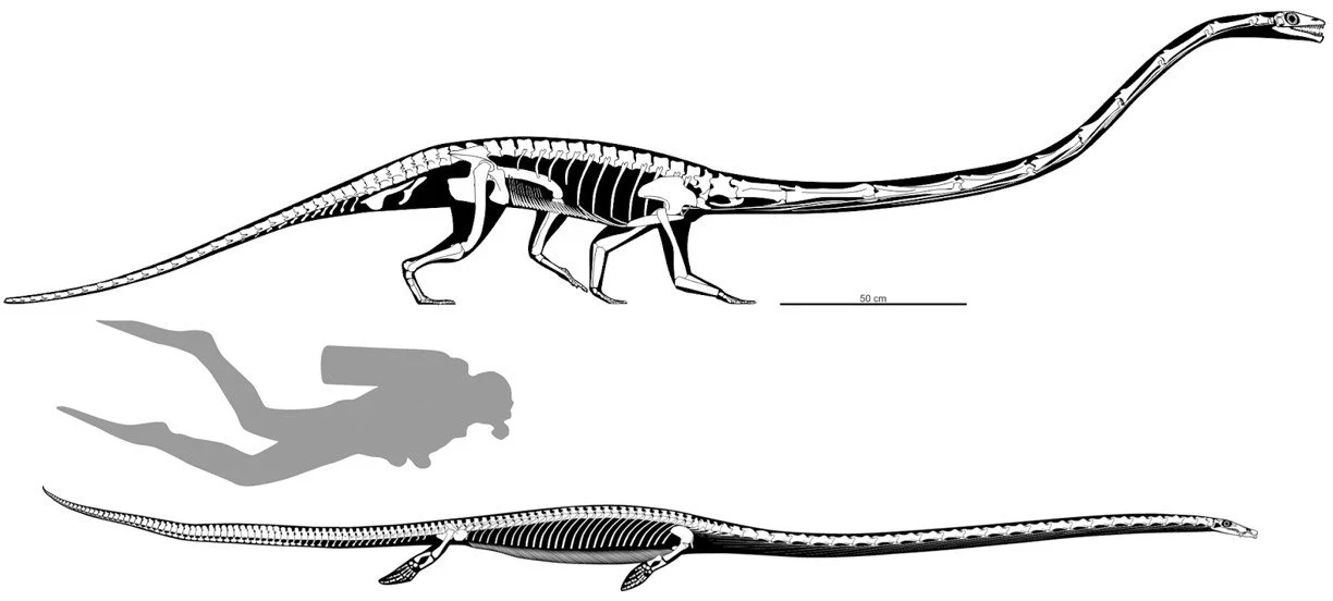 Ancient Sea Reptiles Goes to Third Edition! — Tetrapod Zoology