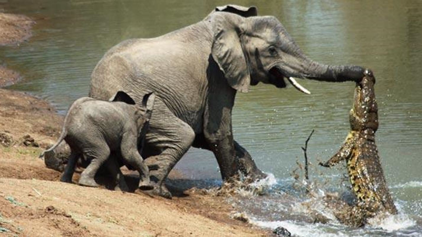 Crocodiles Attack Elephants Then, Now, and Still — Tetrapod Zoology