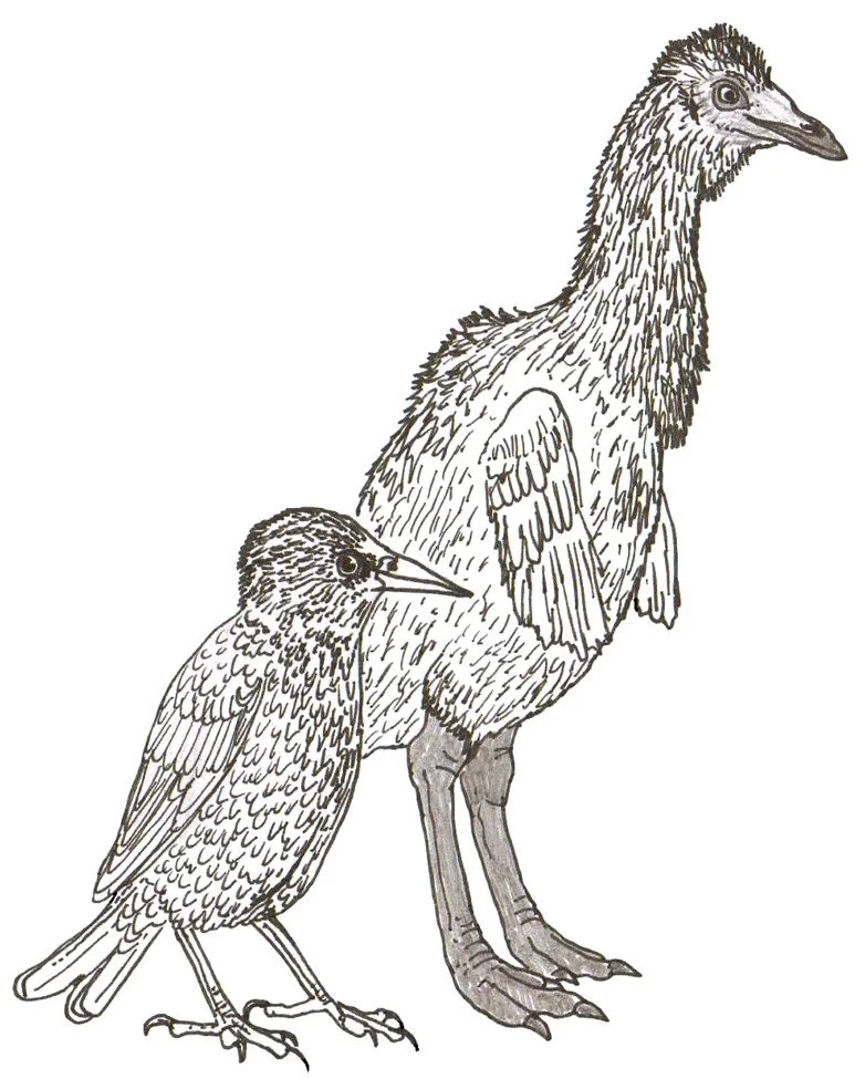 Controversies in Ratite and Tinamou Evolution (Part I) — Tetrapod Zoology
