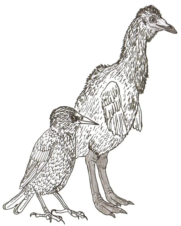 Controversies in Ratite and Tinamou Evolution (Part I) — Tetrapod Zoology