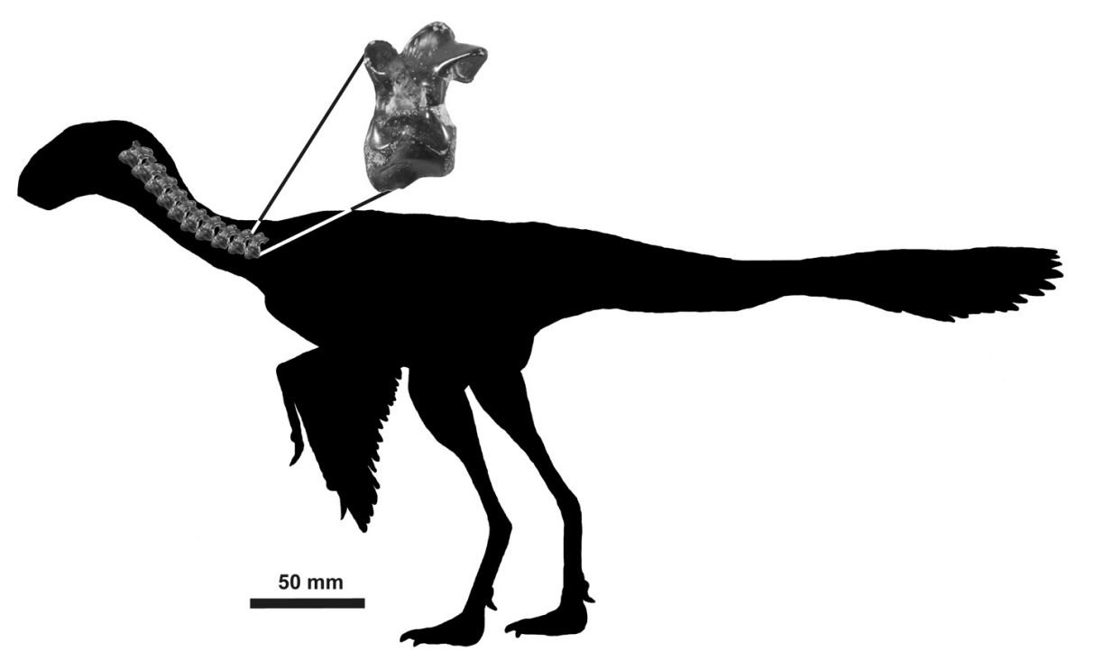 A New Theropod Dinosaur Assemblage from the Older Part of the English ...