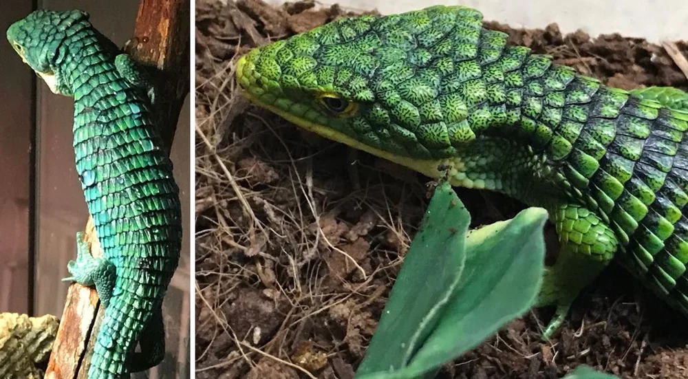 Arboreal Alligator Lizards of Mesoamerica... and Beyond! — Tetrapod Zoology