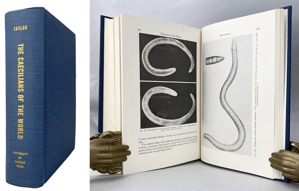 The Amazing Caecilians — Tetrapod Zoology
