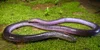 The Amazing Caecilians — Tetrapod Zoology