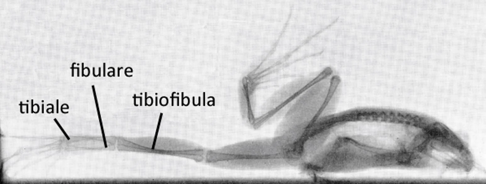 The Remarkably Weird Skeletons of Frogs — Tetrapod Zoology