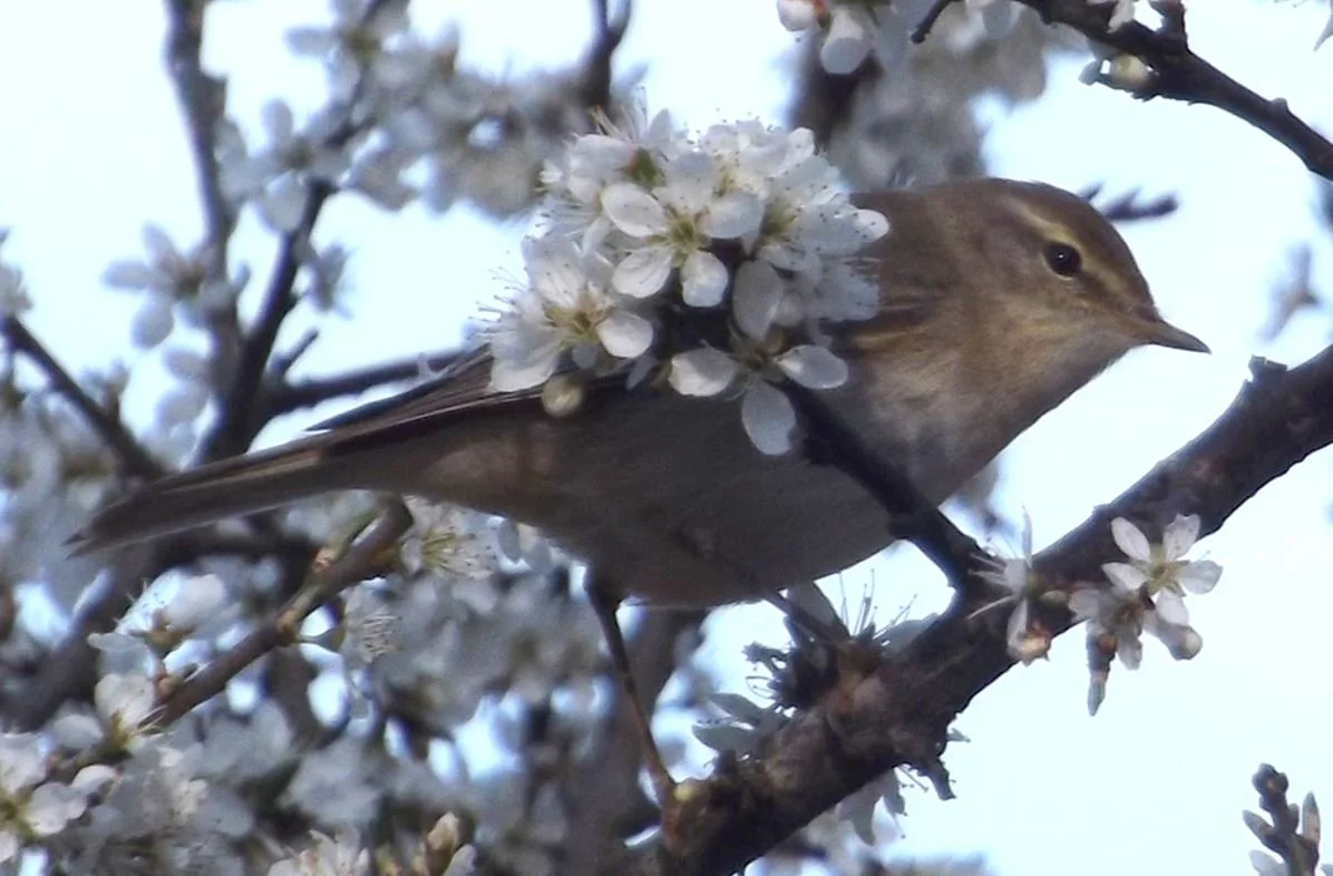 Chiffchaffs and What Are 'Old World Warblers' Anyway? — Tetrapod Zoology