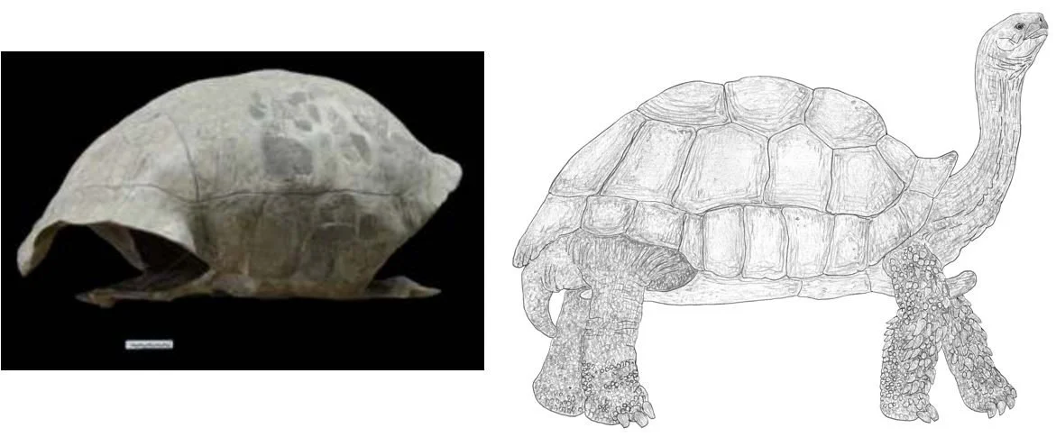 Megalochelys, Truly a Giant Tortoise — Tetrapod Zoology