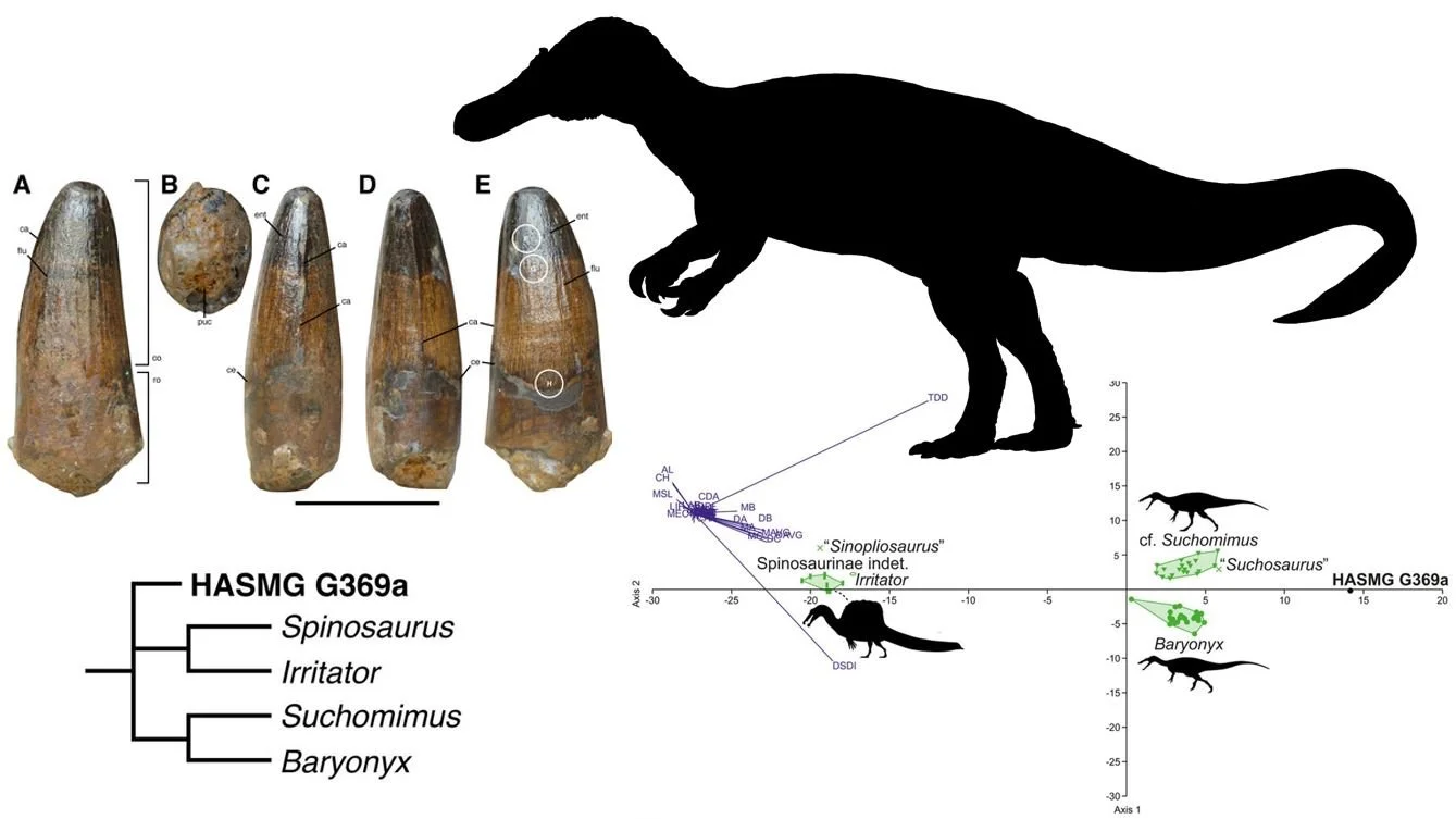 Discovering 'Hidden' Diversity Within Wealden Spinosaurid Dinosaurs ...