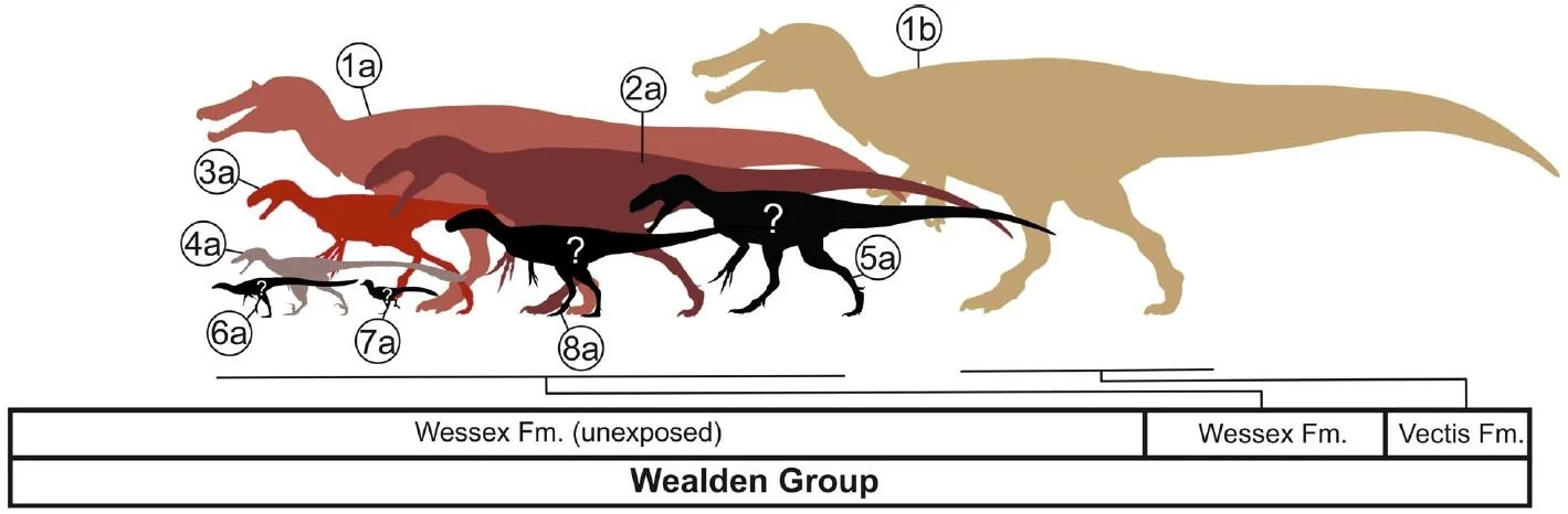 A New Theropod Dinosaur Assemblage from the Older Part of the English ...