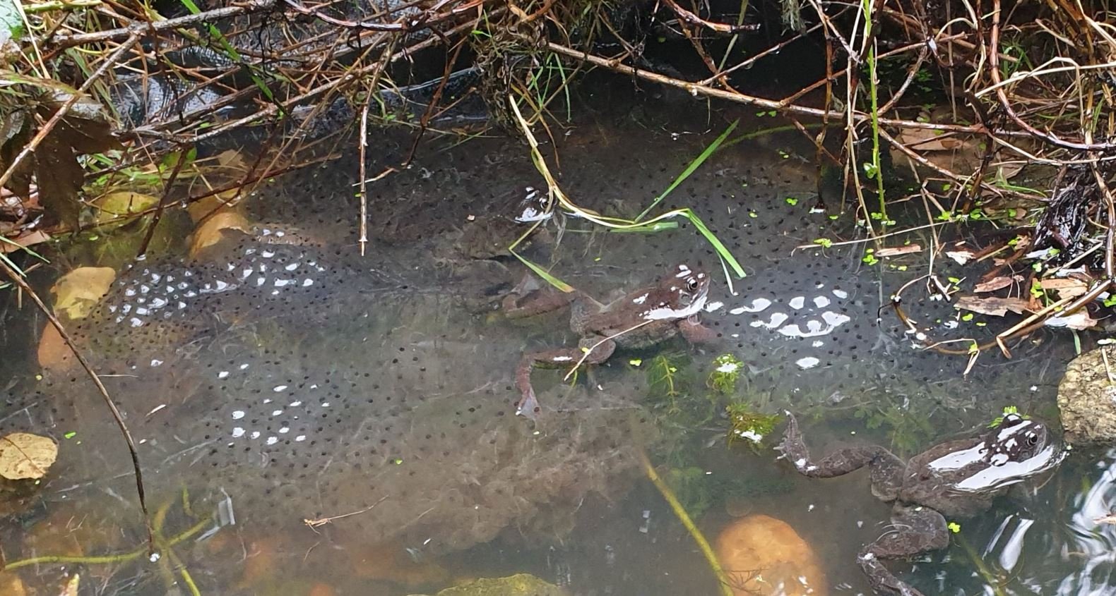 Live Spawnwatch Action From Pond 2 at Tet Zoo Towers — Tetrapod Zoology