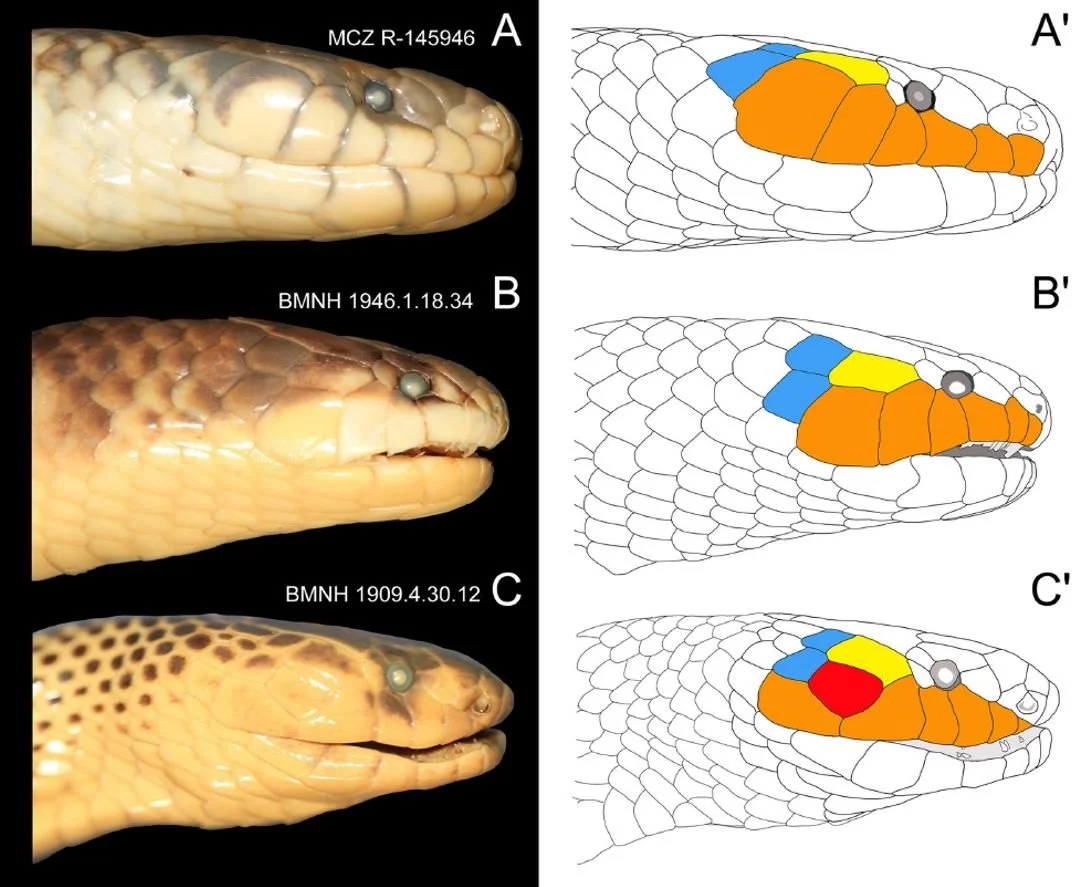 Ikaheka and Other ‘Palatine Draggers’, Cryptozoic Elapid Snakes of ...