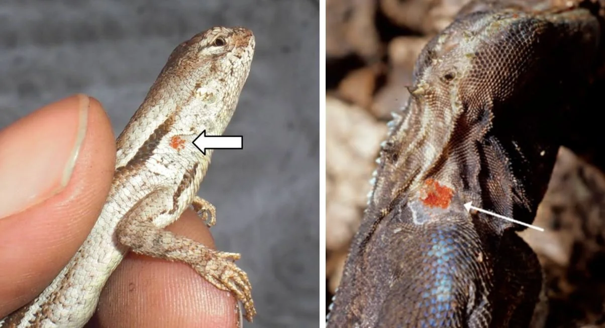 Do Lizards Really Have ‘Mite Pockets’? — Tetrapod Zoology