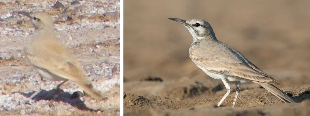 A History of Larks: Twists and Turns and Overlooked Convergence ...