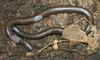 The Mysterious Dibamids — Tetrapod Zoology