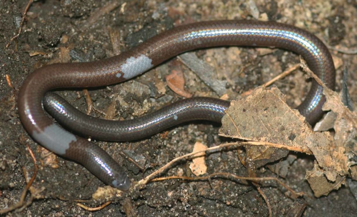 The Mysterious Dibamids — Tetrapod Zoology