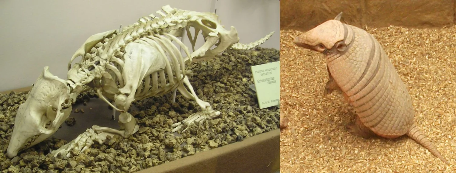 Armadillo Empire, Part 1: of Euphractines and Eutatines — Tetrapod Zoology