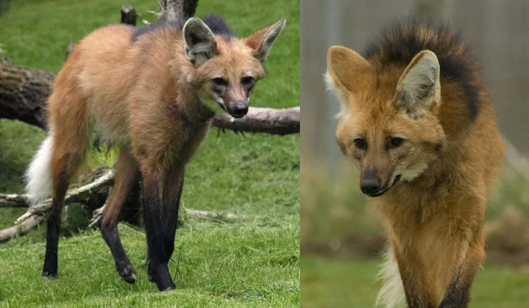 The Incredible South American Maned Wolf — Tetrapod Zoology