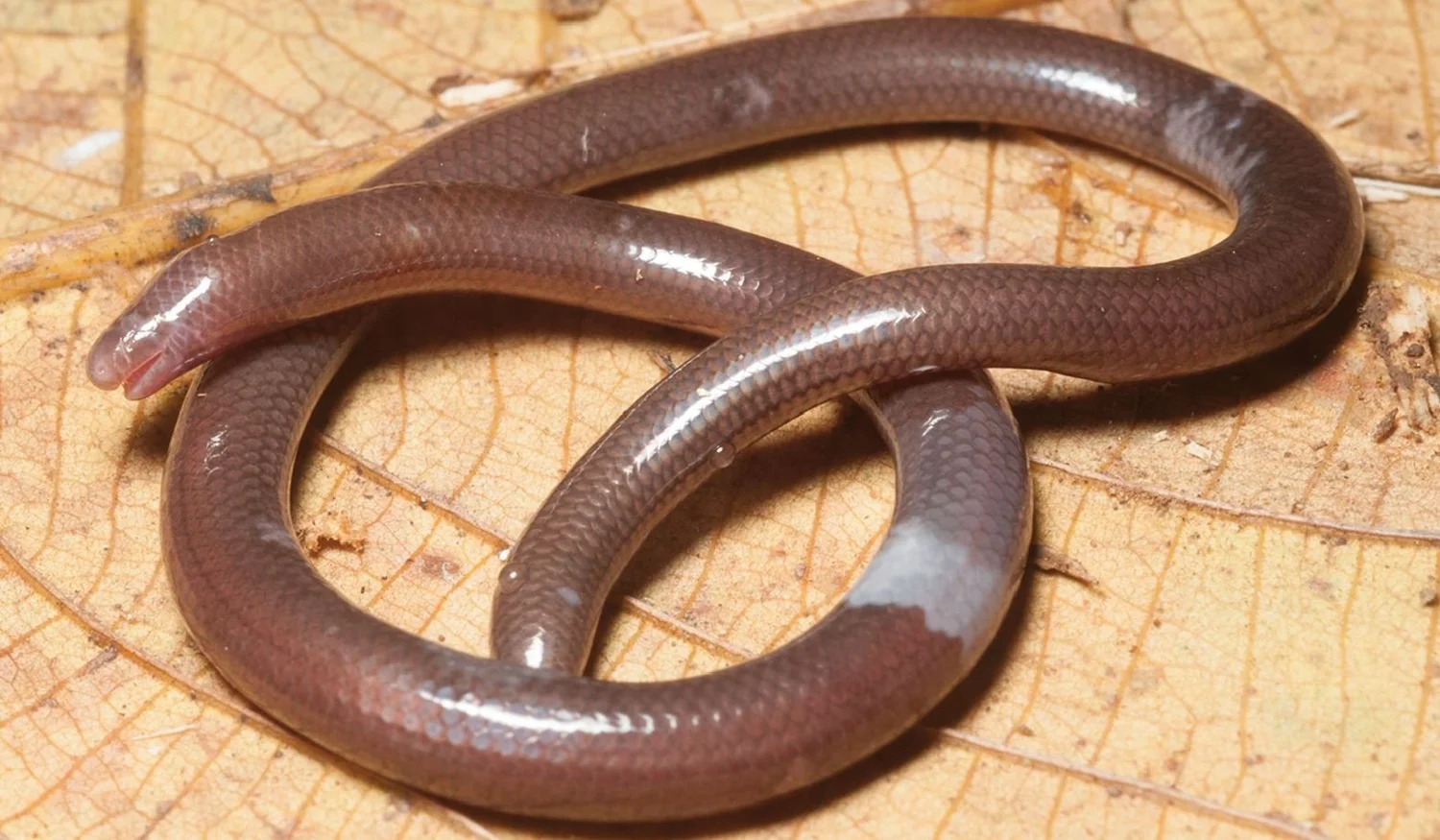 The Mysterious Dibamids — Tetrapod Zoology