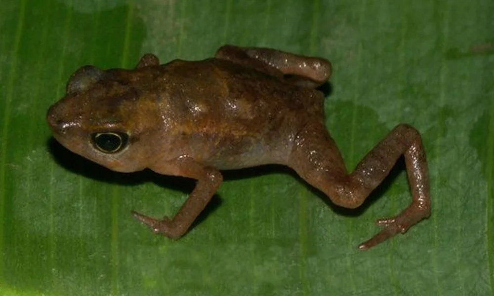 Small Obscure African Toads; Toads Part 14 — Tetrapod Zoology