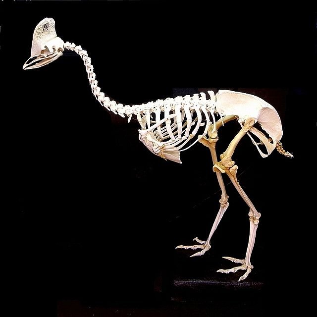 Inside the Cassowary's Casque, Updated for 2022 — Tetrapod Zoology