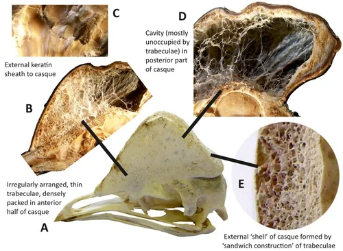 Inside the Cassowary's Casque, Updated for 2022 — Tetrapod Zoology