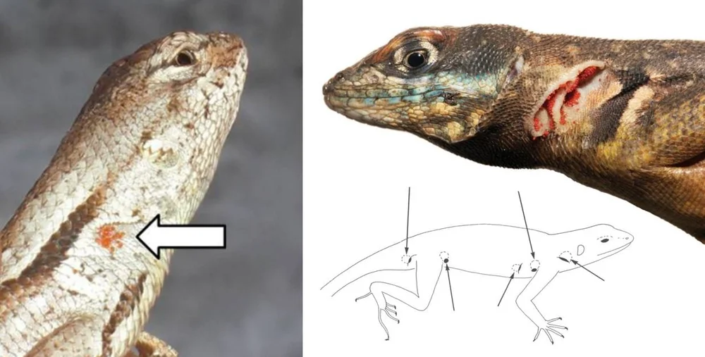 Do Lizards Really Have ‘Mite Pockets’? — Tetrapod Zoology