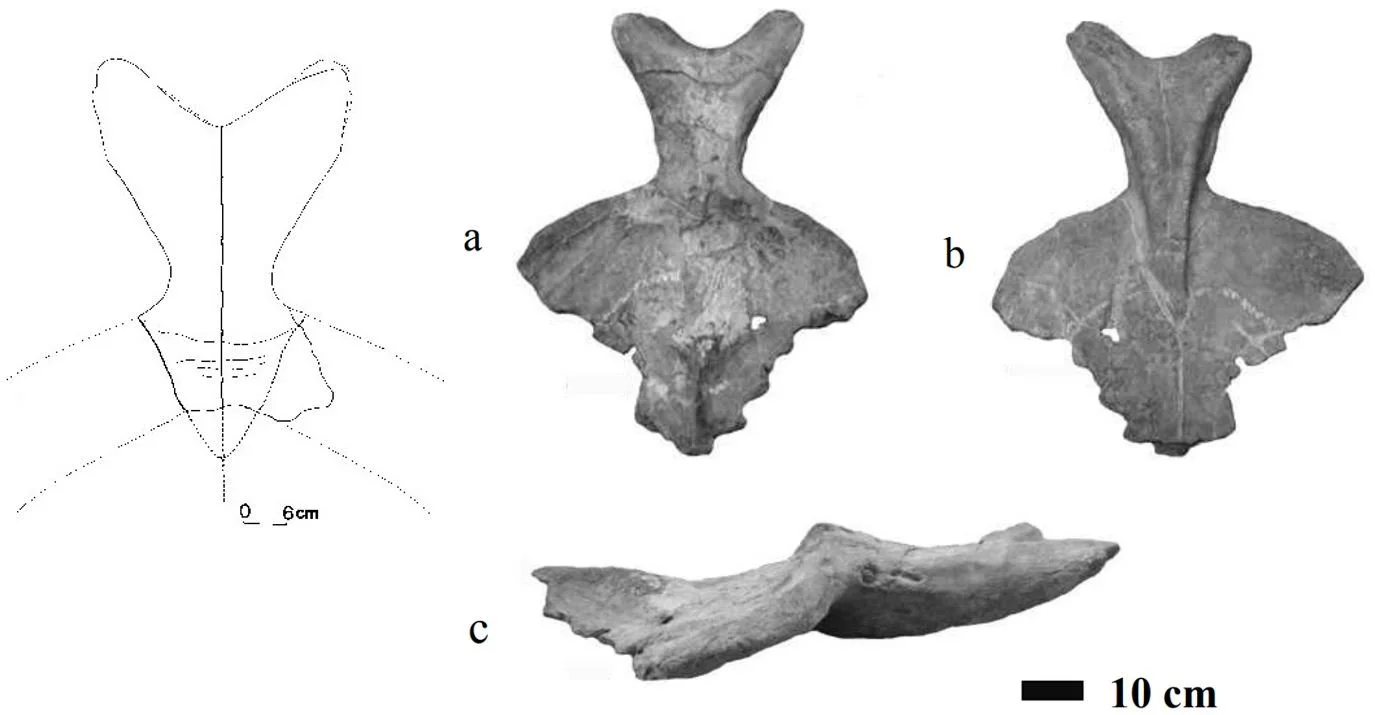Megalochelys, Truly a Giant Tortoise — Tetrapod Zoology