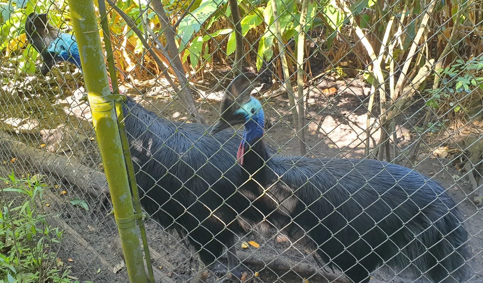 The Great Florida Cassowary Relocation Event of 2023 — Tetrapod Zoology