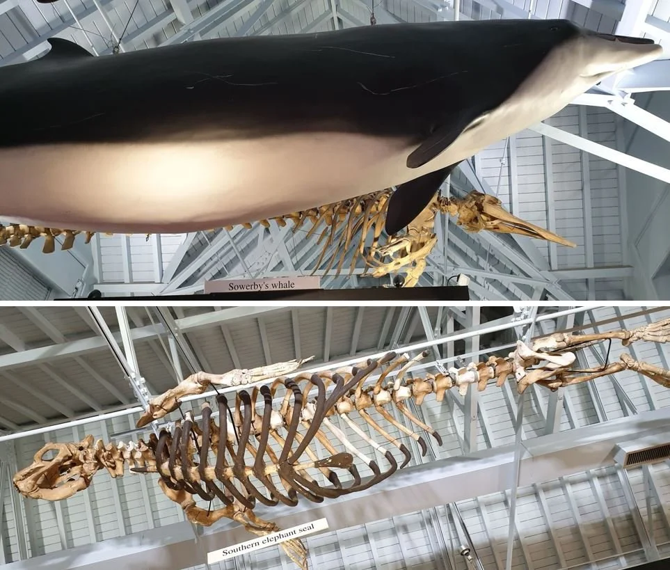 The 17th Year of Tetrapod Zoology: 2022 in Review — Tetrapod Zoology