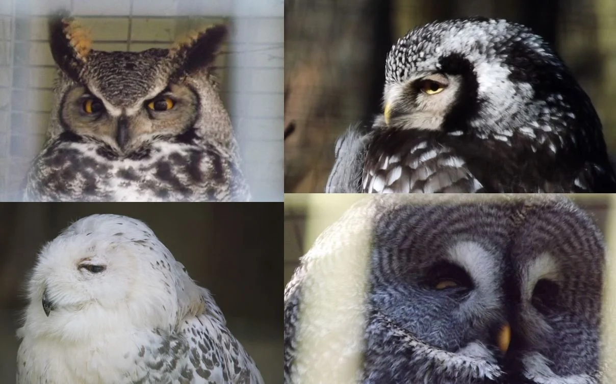 Tet Zoo Reviews Zoos: New Forest Wildlife Park — Tetrapod Zoology