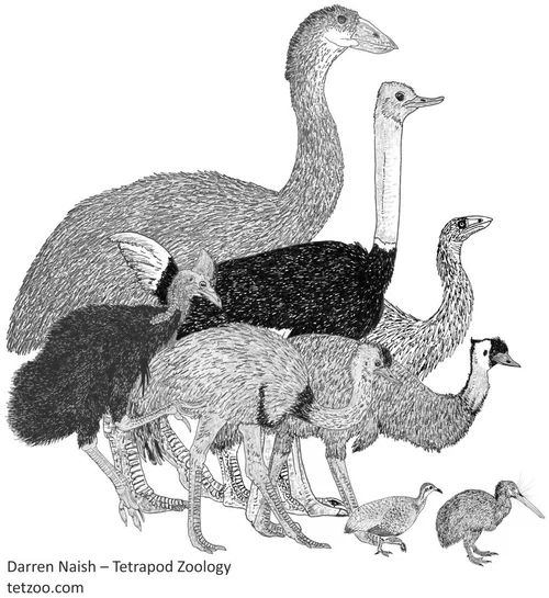 Controversies in Ratite and Tinamou Evolution (Part I) — Tetrapod Zoology