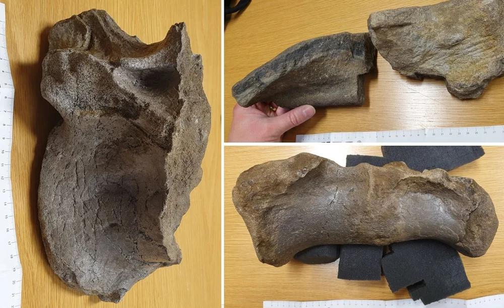 A Giant Spinosaurid Dinosaur from the Cretaceous of the Isle of Wight ...