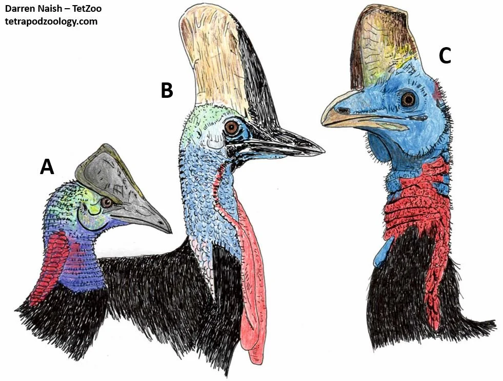 Inside the Cassowary's Casque, Updated for 2022 — Tetrapod Zoology