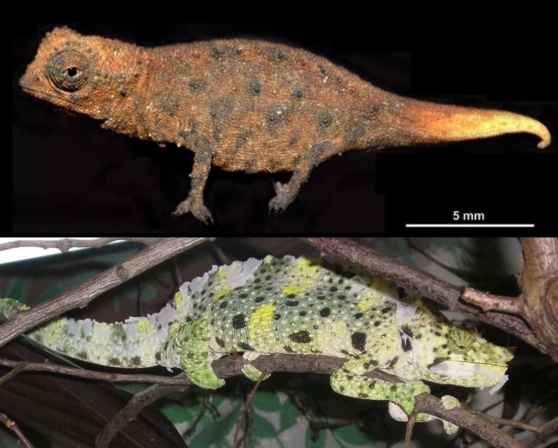 What's With All These New Chameleon Names? Chameleons, Part 1 ...