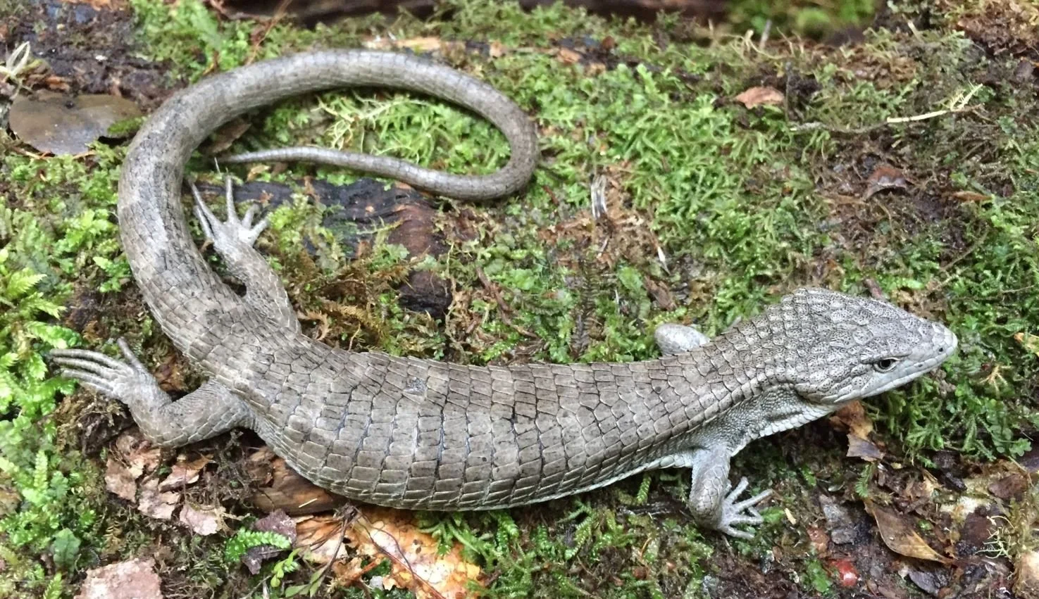 Arboreal Alligator Lizards of Mesoamerica... and Beyond! — Tetrapod Zoology