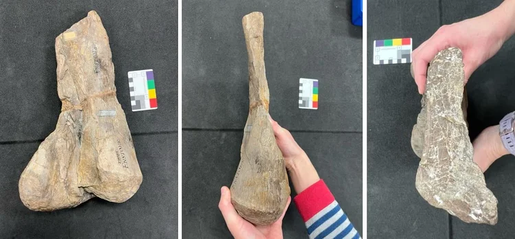 Robert Plot’s Lost Dinosaur Bone — Tetrapod Zoology