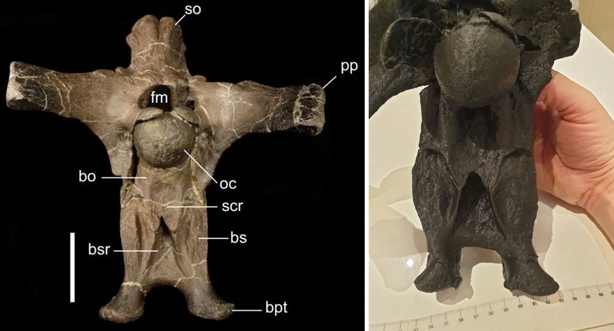 A brain for Baryonyx: using CT-scanning to examine British spinosaurid ...