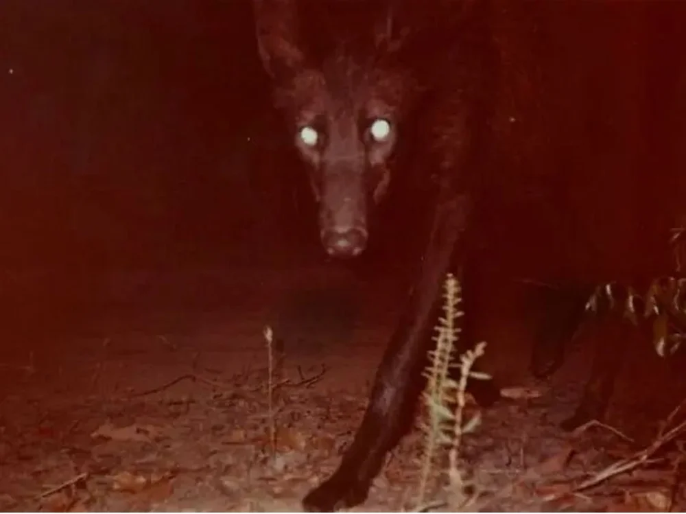 The Incredible South American Maned Wolf — Tetrapod Zoology