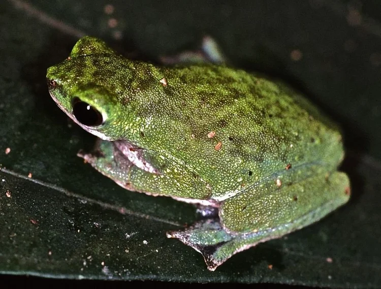 Small Obscure African Toads; Toads Part 14 — Tetrapod Zoology