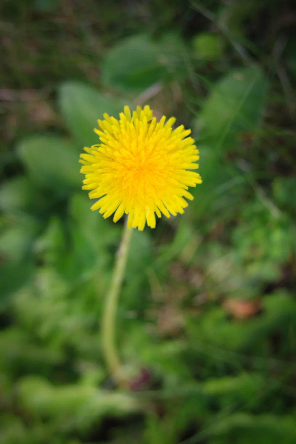 The Dandelion Faeries — Lavender & Lark
