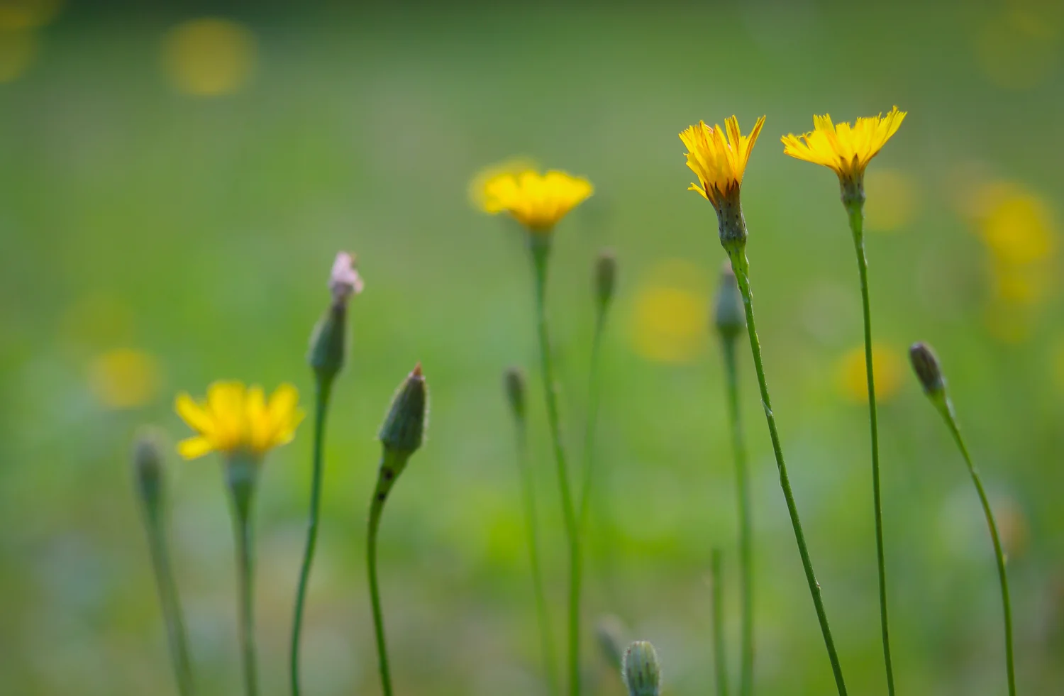The Dandelion Faeries — Lavender & Lark