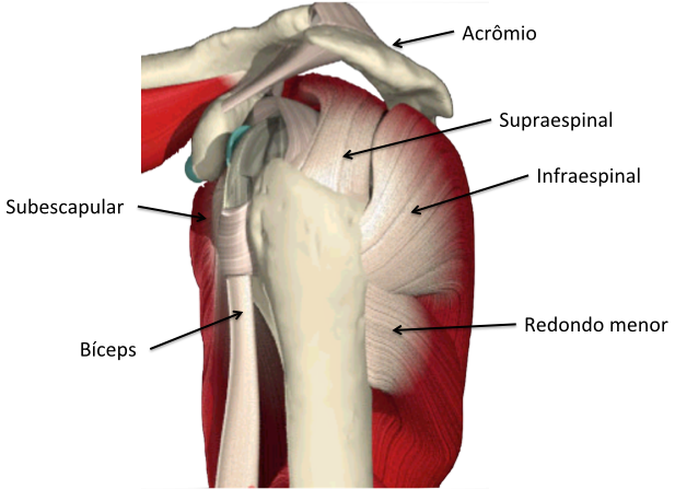 Lesão do manguito rotador — Dr. Eduardo Malavolta