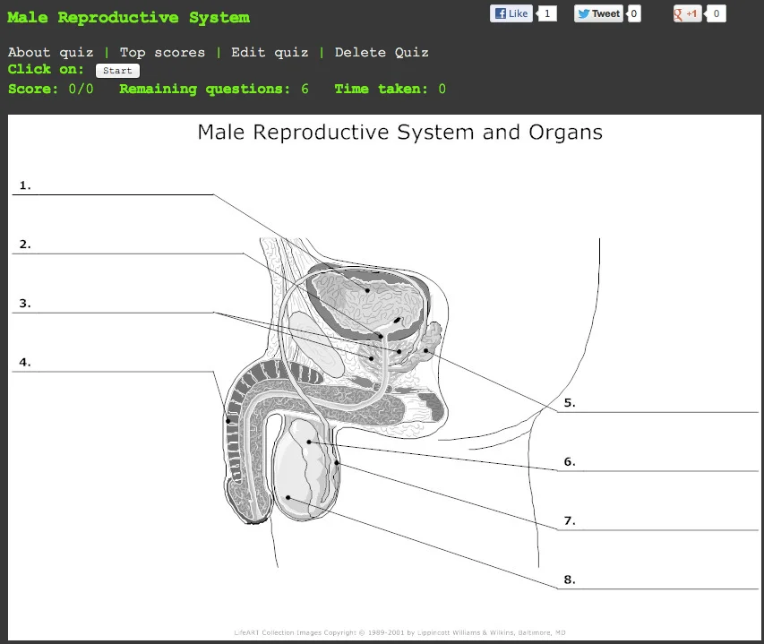 Male Reproductive System Labeling Quiz