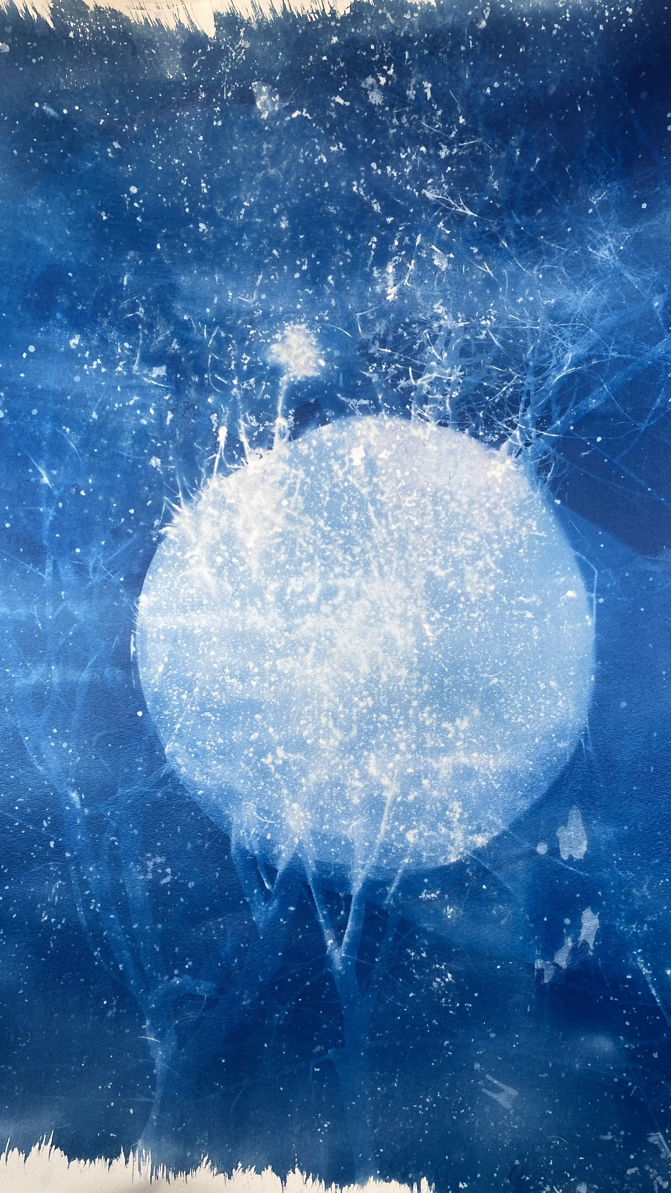 What is a Cyanotype? — Claire Coté